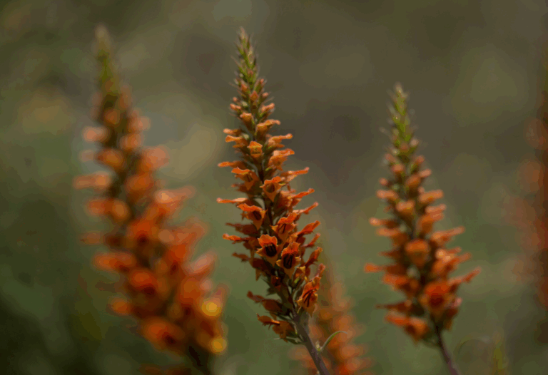 Plantas endémicas de las Islas Canarias - Nombres y Fotos