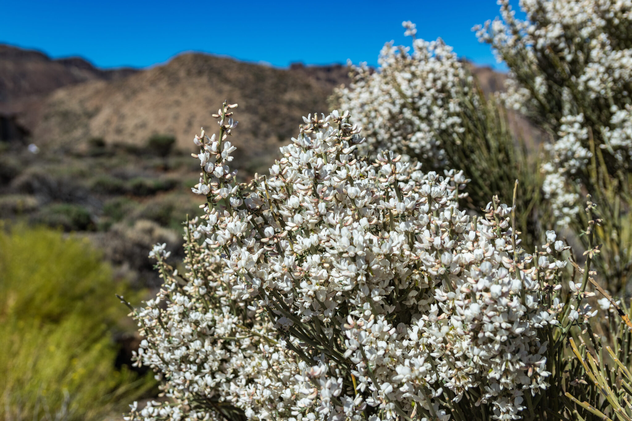 Plantas endémicas de las Islas Canarias - Nombres y Fotos