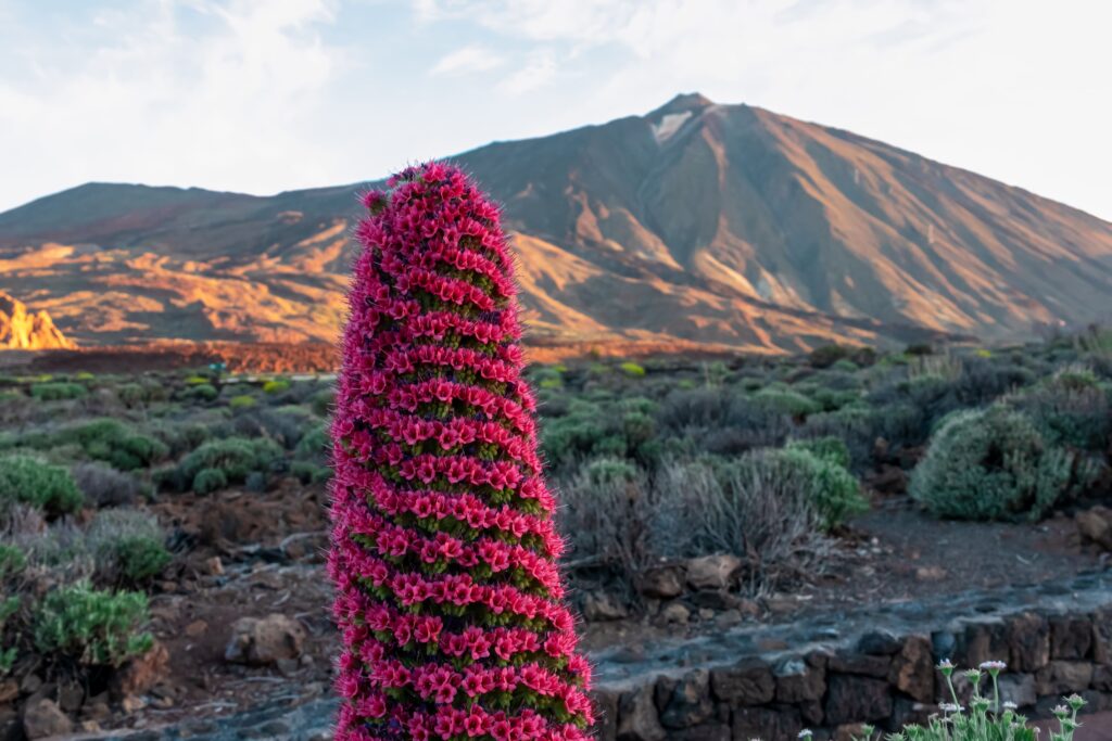 Top 10 endemic plants of the Canary Islands