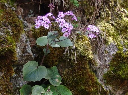 Top 10 endemic plants of the Canary Islands