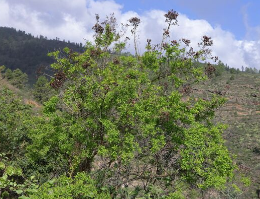 Top 10 endemic plants of the Canary Islands